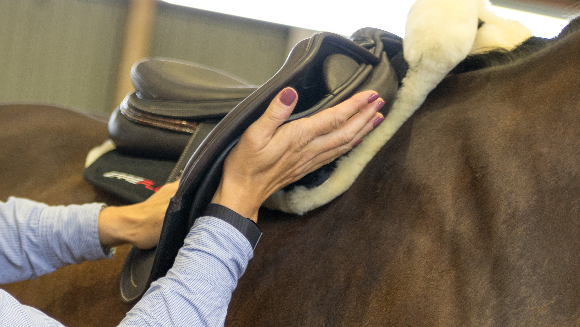 Saddle fitting questions answered by top qualified saddle fitter