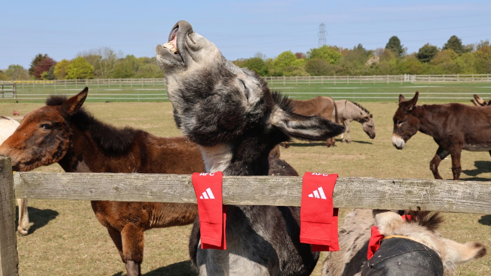 Arsenal socks help donkeys and horses in need this season