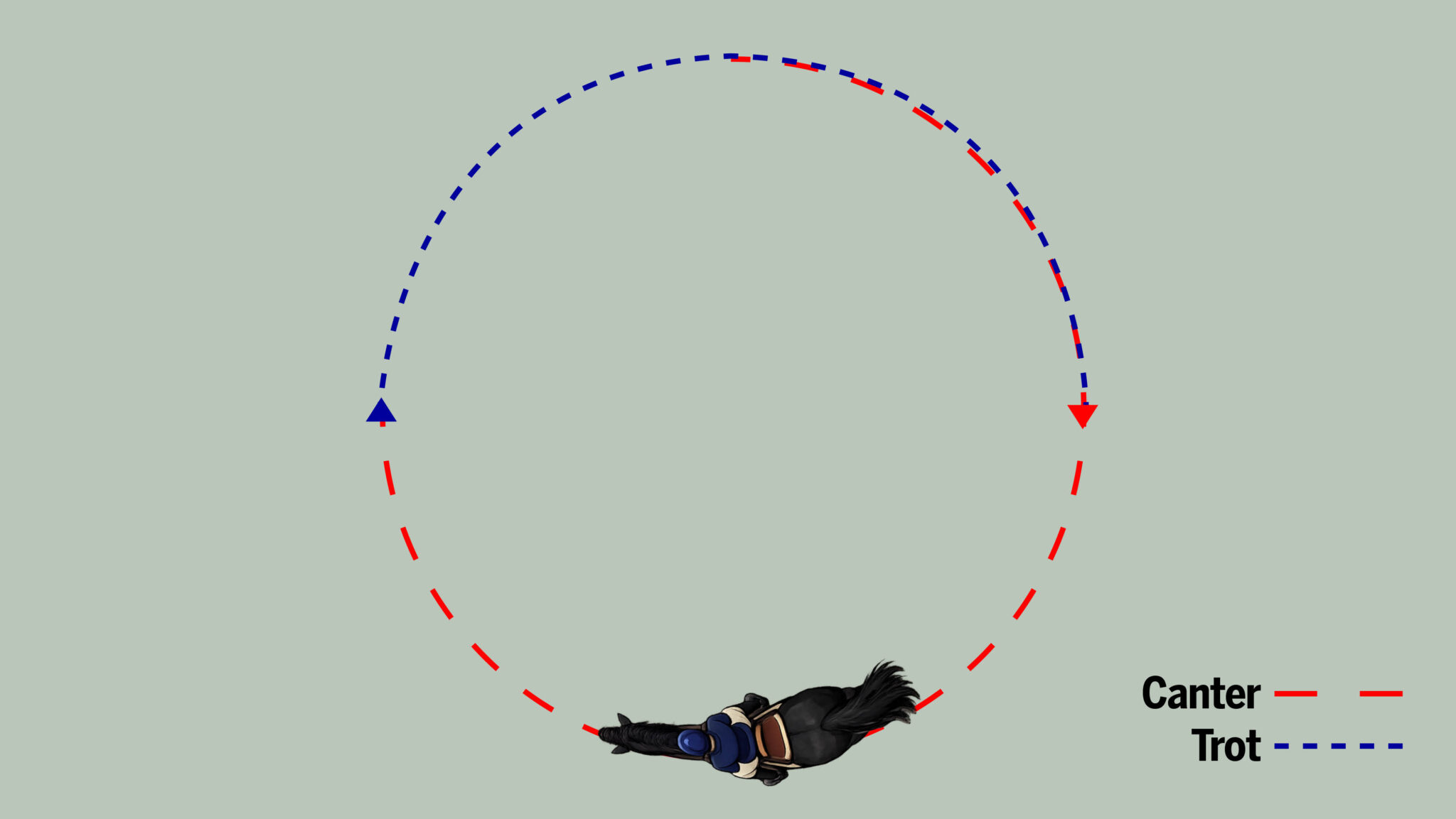 Simple exercise on a 20m circle to sharpen your transitions