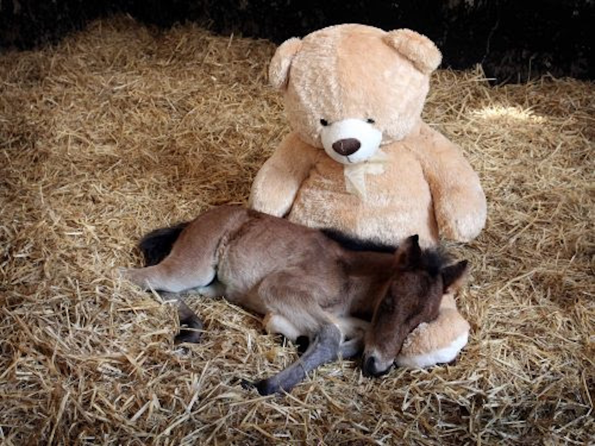 Final farewell to orphaned foal who touched hearts with giant teddy friend