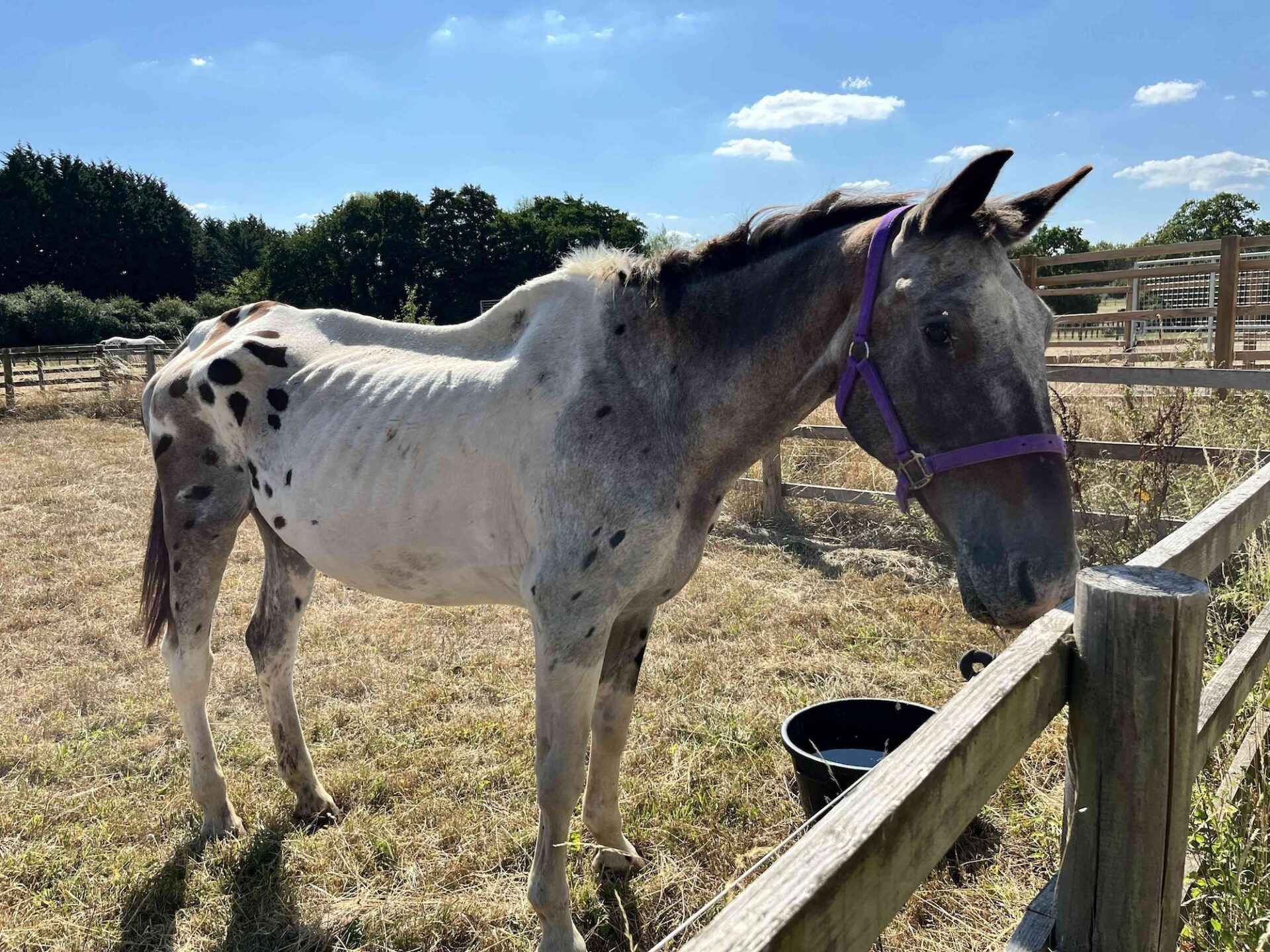 30-year-old horse left to starve gets his second chance