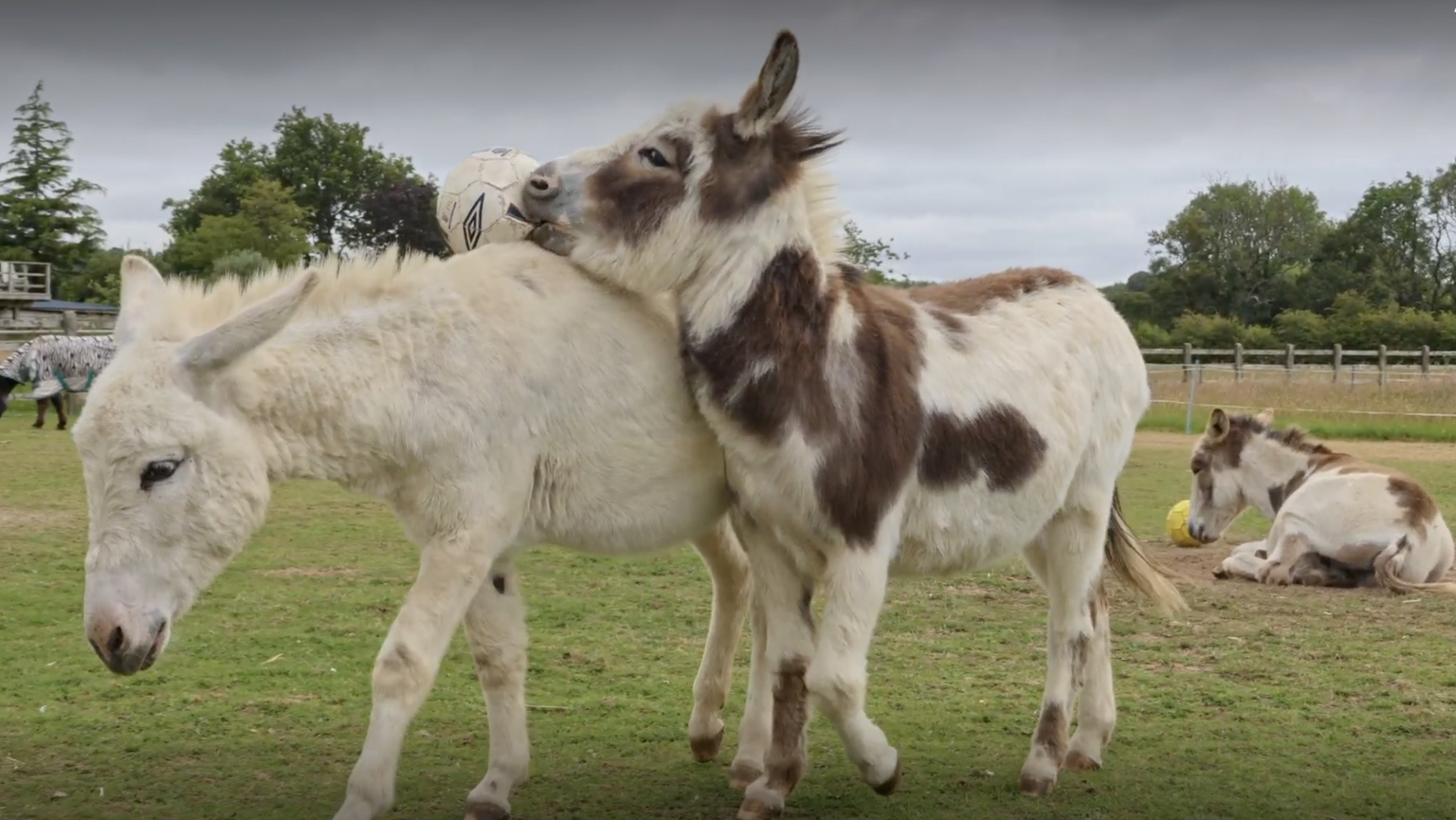 Donkeys practise their football skills before England World Cup opener