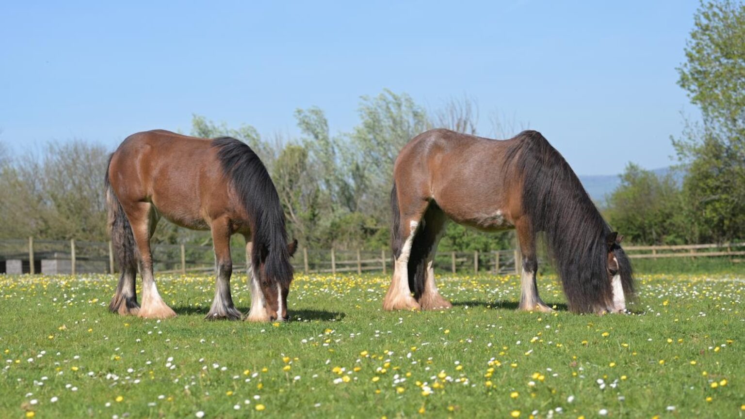Mare found pregnant, emaciated and ill beats odds to thrive and raise foal