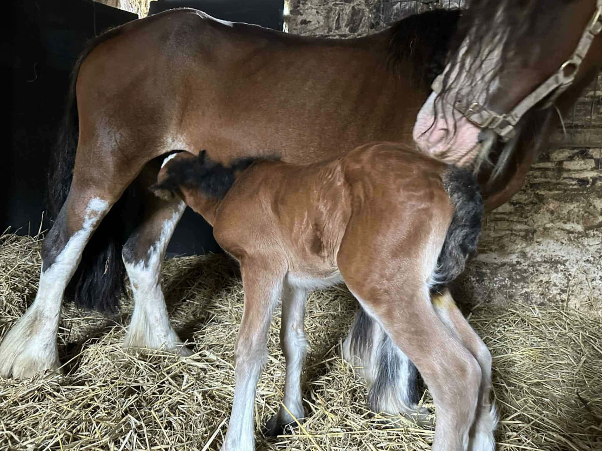Mare found pregnant, emaciated and ill beats odds to thrive and raise foal