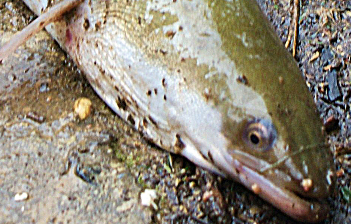 13 lb 1 oz eel sensation! - Angler's Mail