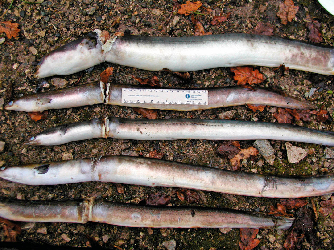 Anglers rage as eels get the chop - Angler's Mail