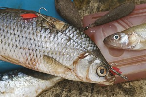 BEST WAYS TO HOOK DEADBAITS FOR PIKE & OTHER PREDATORY FISH - Angler's Mail