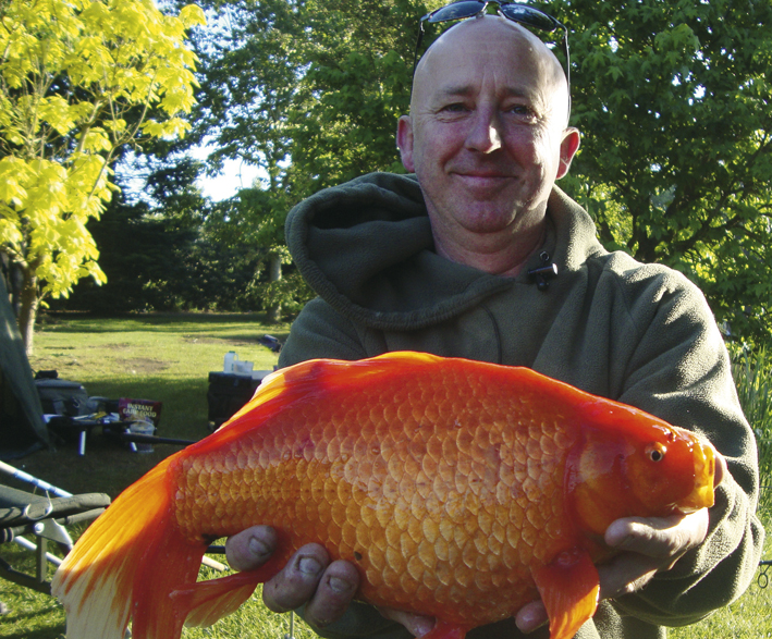 Gigantic goldfish! - Angler's Mail