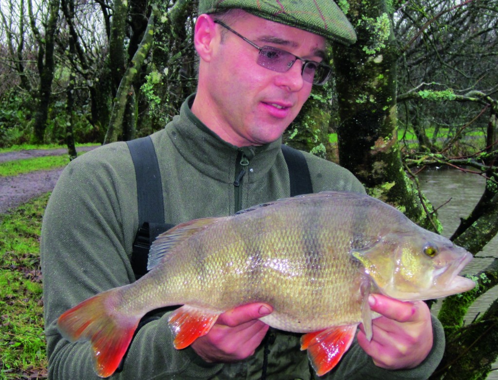 4 lb 8 oz perch chopped down - Angler's Mail