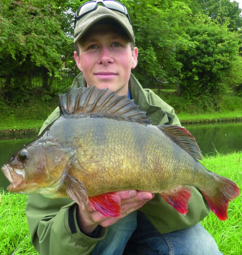 Biggest perch haul of British specimens in a single day