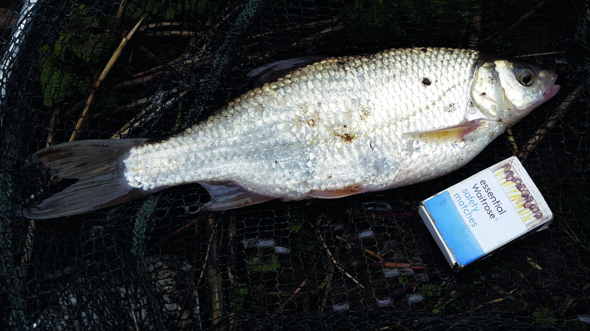 Was this really a British record dace?