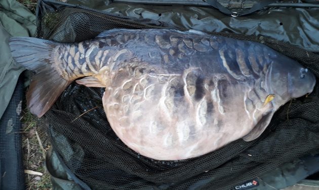 British record carp title will not go to shock 83 lb giant
