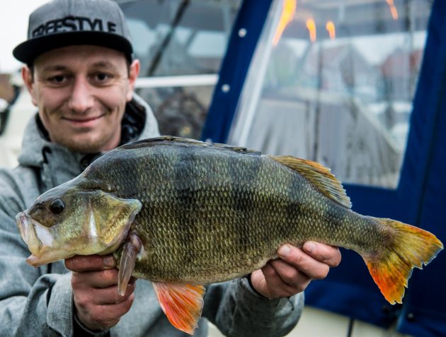 Giant perch of 5 lb 3 oz lured during short session on river