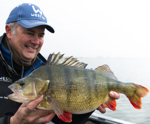 Perch - Angler's Mail