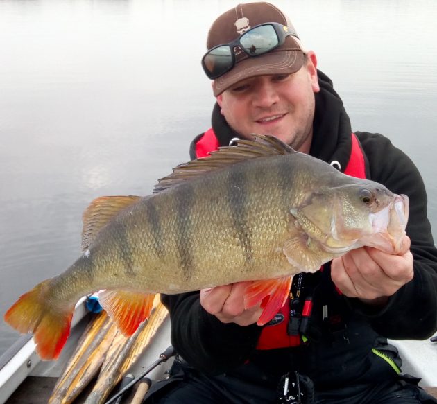 Perch - Angler's Mail