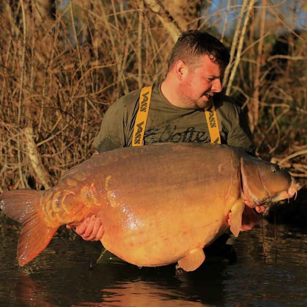 Giant Salmon Carp