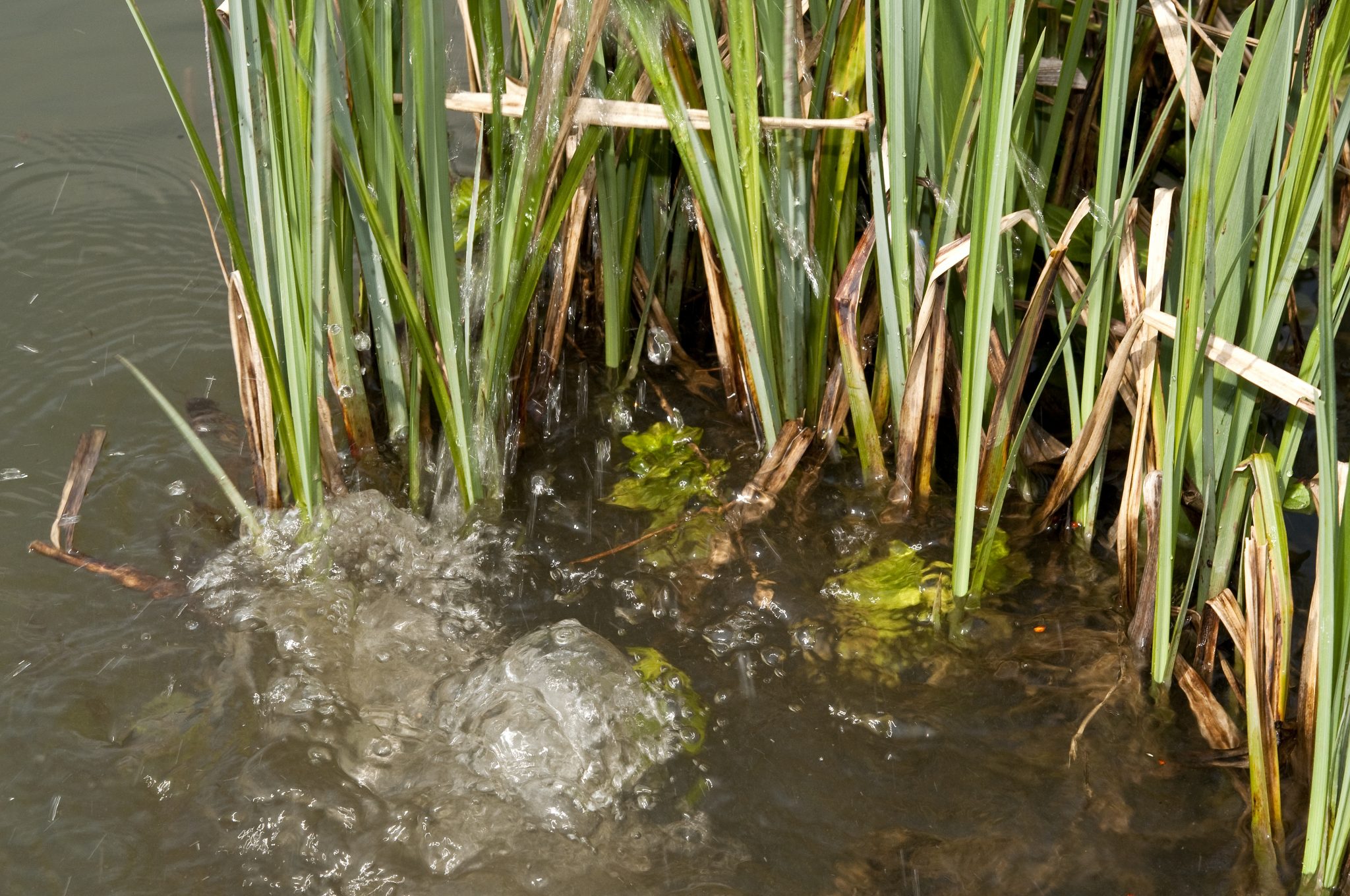 Spawning fish - angler's guide to when and where they do it