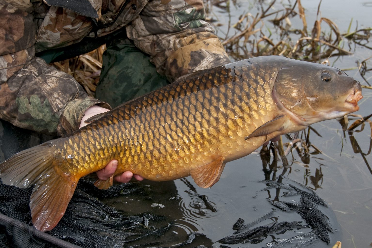 Carp - scientific guide to the popular species for anglers