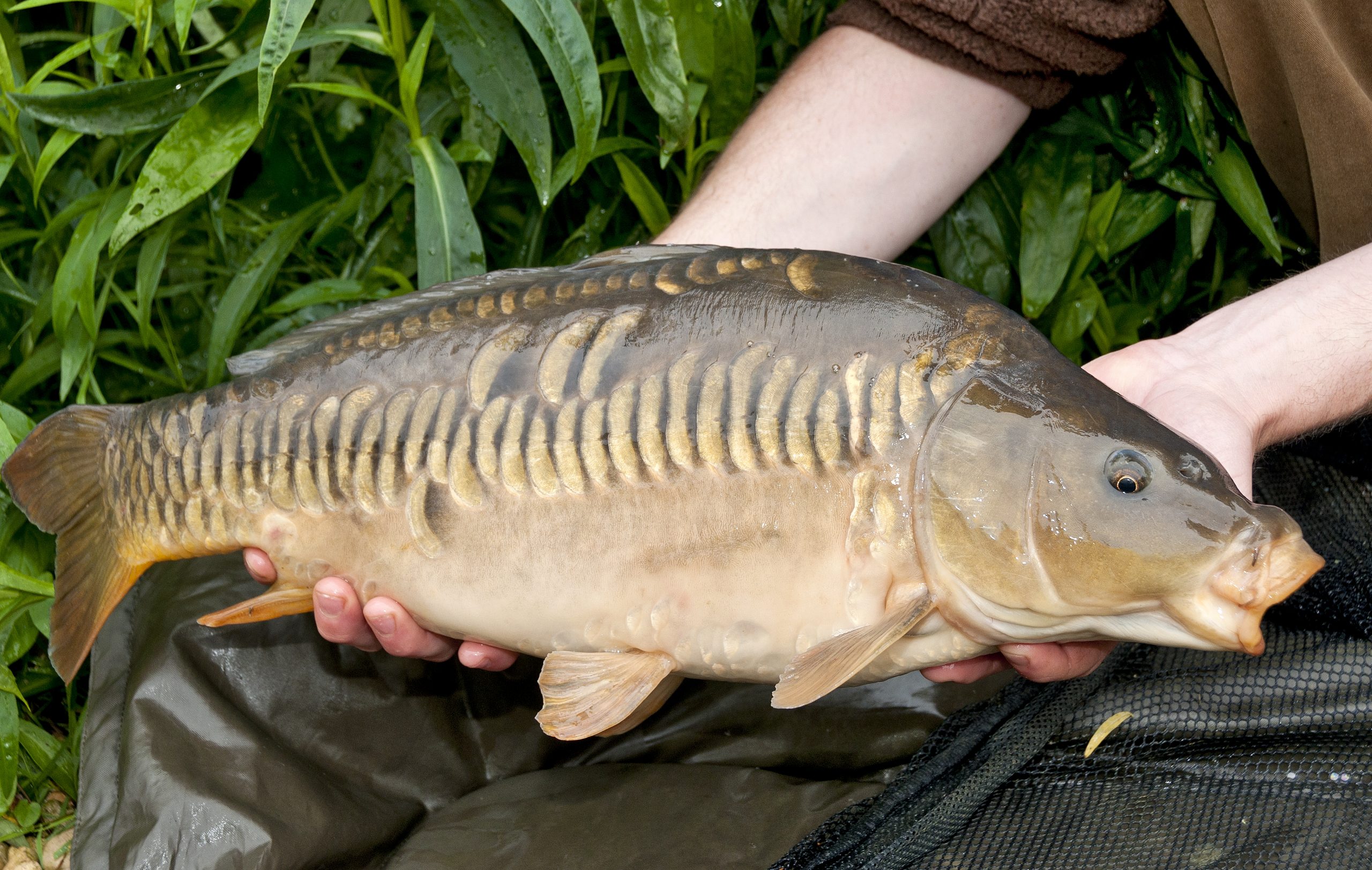 Carp - scientific guide to the popular species for anglers