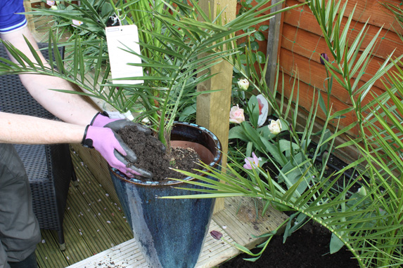 Palm in a pot - Amateur Gardening
