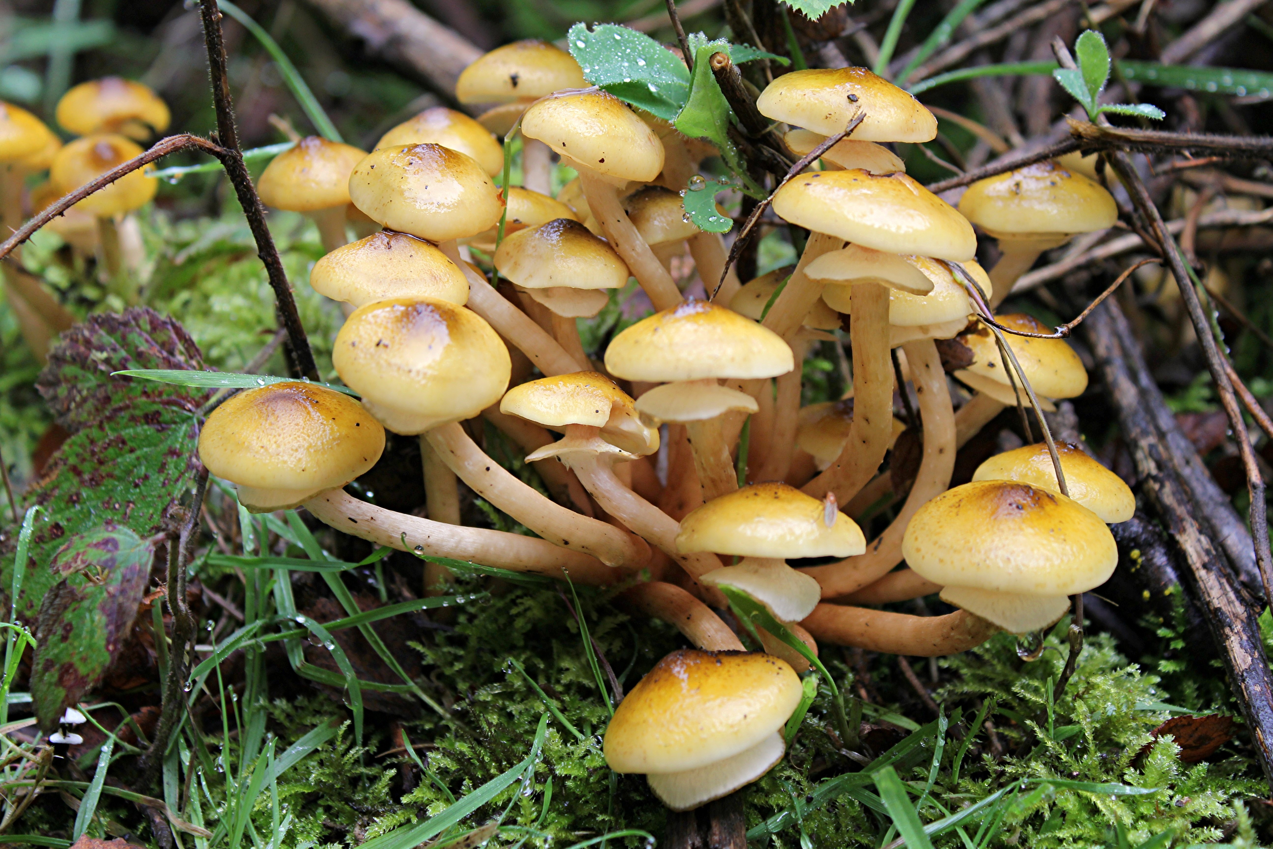 Honey Fungus Is UK s Worst Disease Amateur Gardening Honey Fungus Is UK s Worst Disease Amateur Gardening