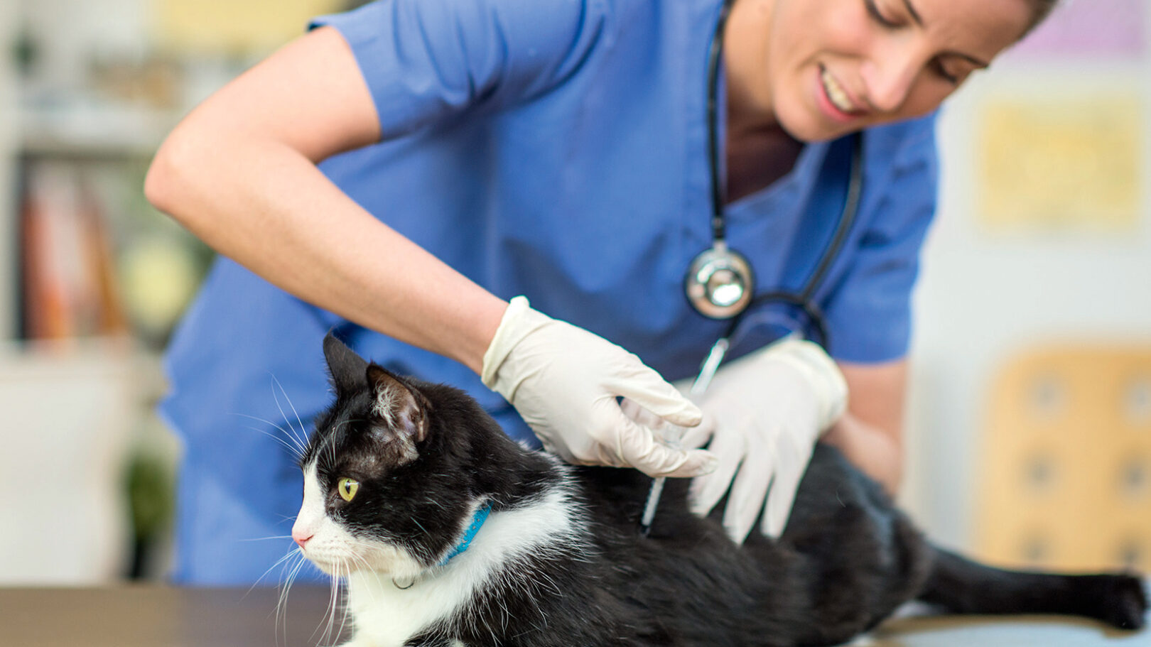 Everything you need to know about taking your pet to Europe by boat