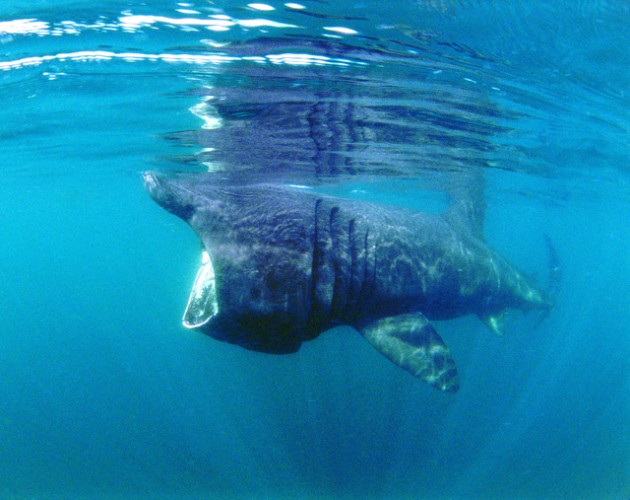 Tracking sharks off the west coast of Scotland - Practical Boat Owner