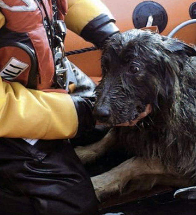 Dog rescued from sea five days after going missing - Practical Boat Owner