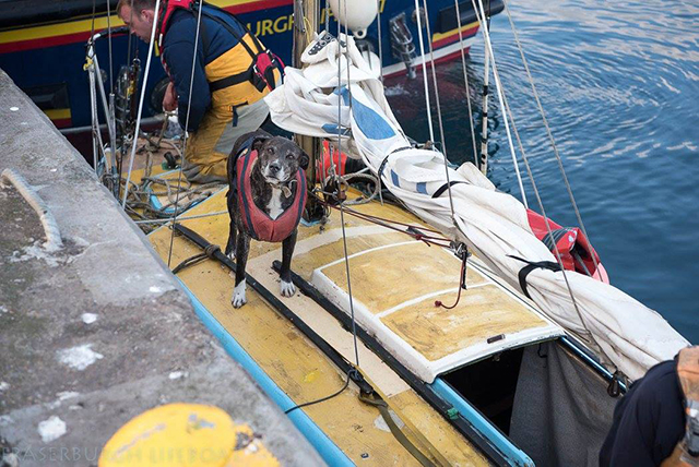 Sniffy the dog yacht rescue - Practical Boat Owner