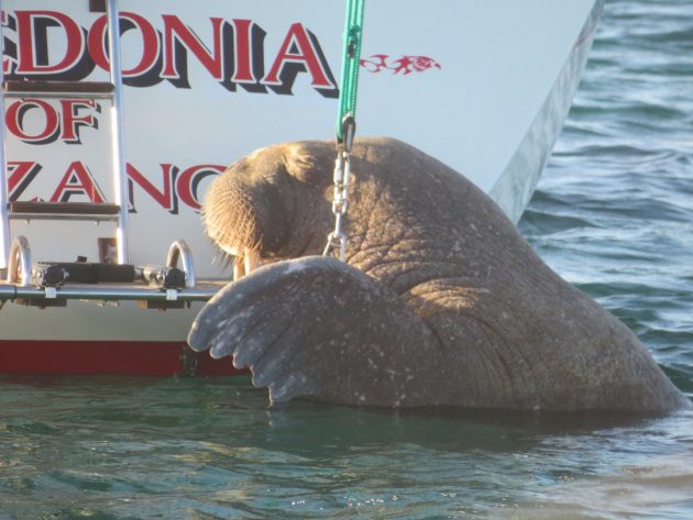 Why is Wally the Walrus climbing aboard boats? Fascinating facts about ...