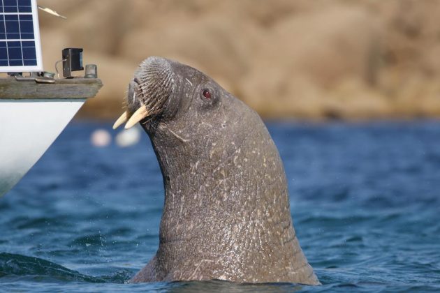 Wally the Walrus – boat owner films incredible encounter in Isles of Scilly