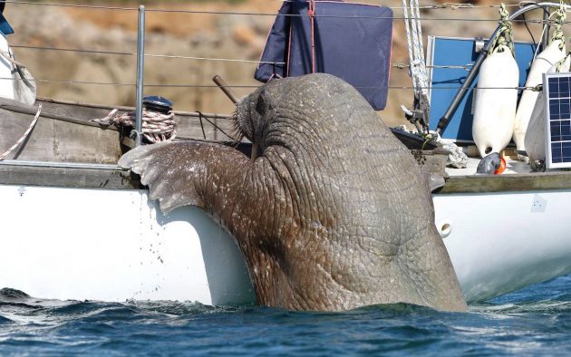 Why is Wally the Walrus climbing aboard boats? Fascinating facts about ...