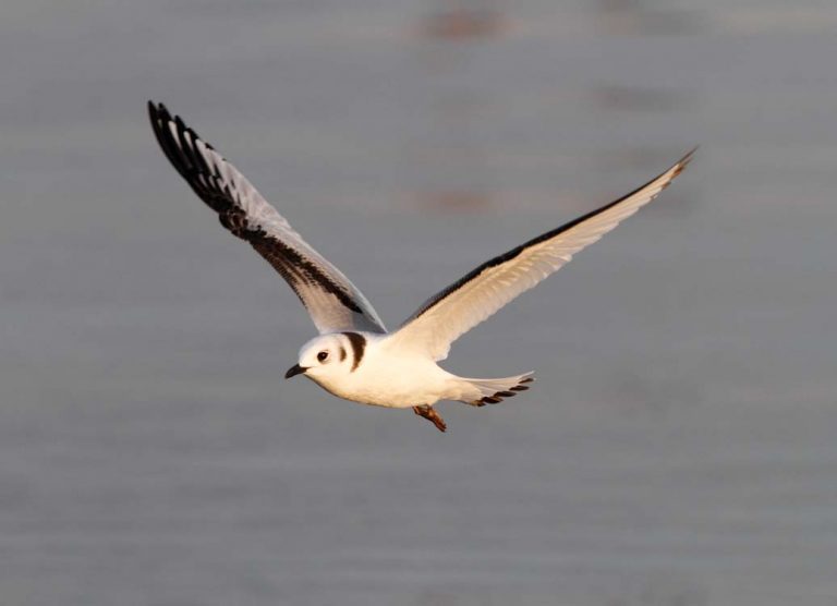 UK seabirds: How to identify some of the most common breeds