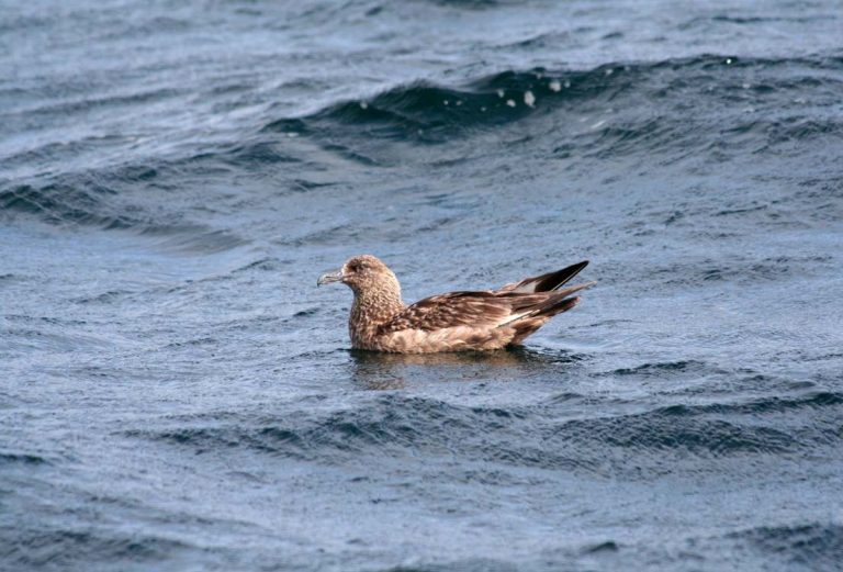 UK seabirds: How to identify some of the most common breeds