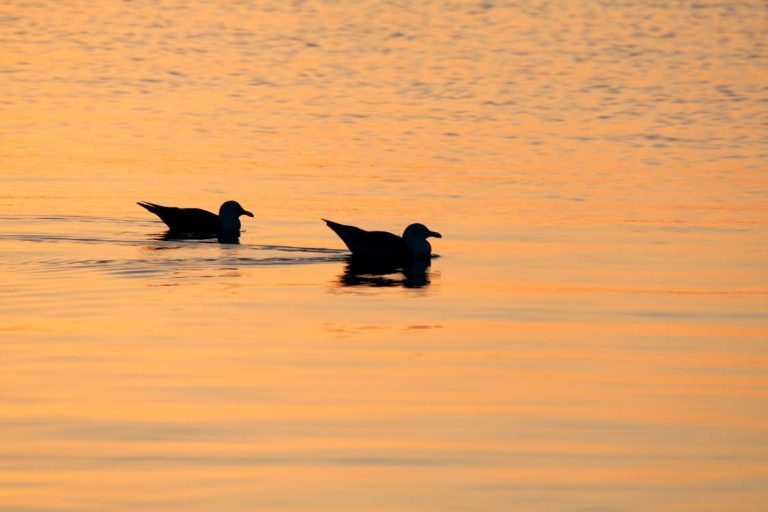UK seabirds: How to identify some of the most common breeds