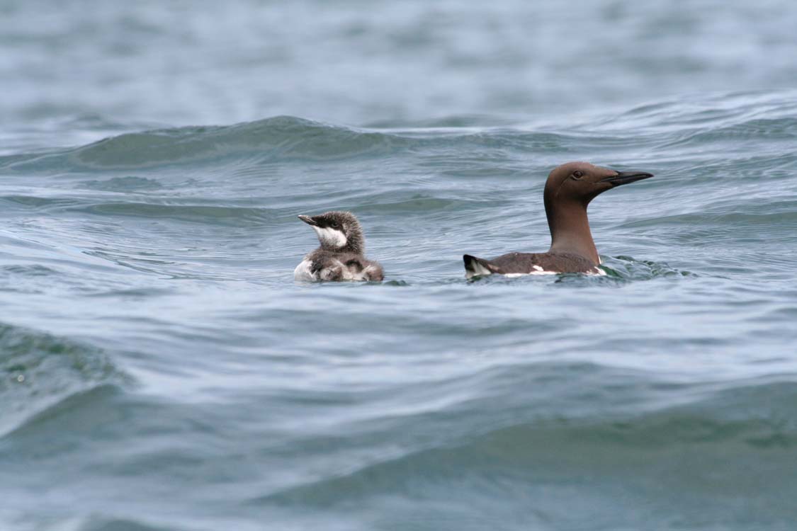 UK seabirds: How to identify some of the most common breeds