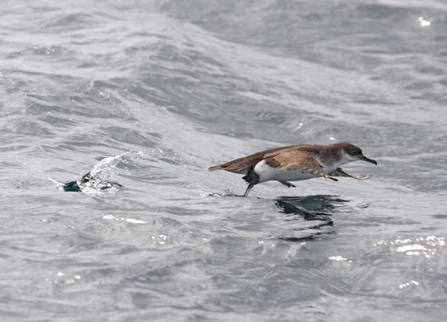 UK seabirds: How to identify some of the most common breeds