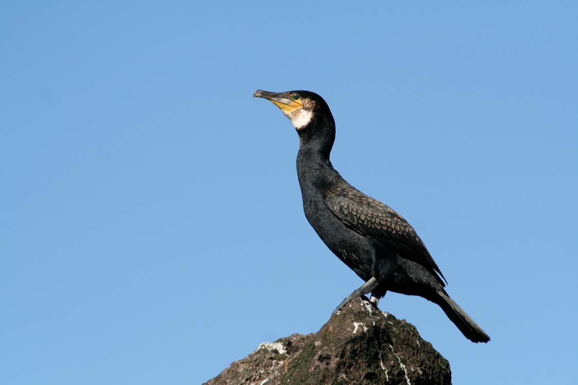 UK seabirds: How to identify some of the most common breeds