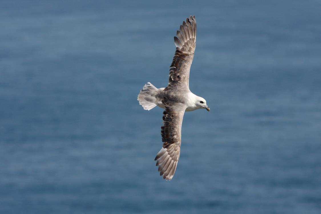 UK seabirds: How to identify some of the most common breeds