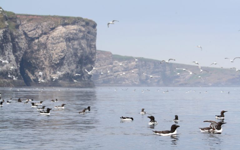 UK seabirds: How to identify some of the most common breeds