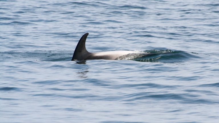 UK cetaceans: How to spot and identify whales and dolphins from a boat