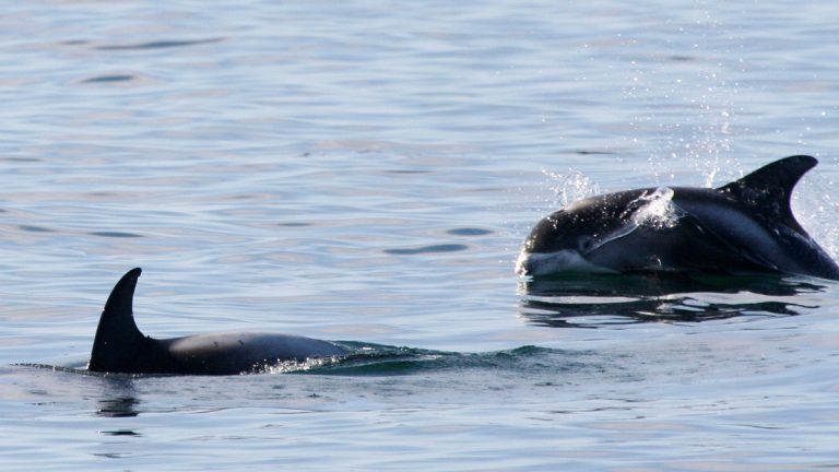 UK cetaceans: How to spot and identify whales and dolphins from a boat