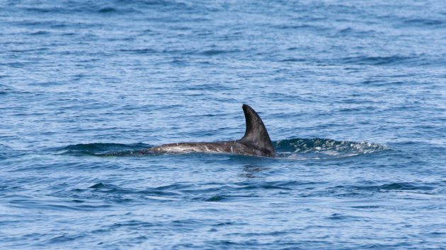 UK cetaceans: How to spot and identify whales and dolphins from a boat