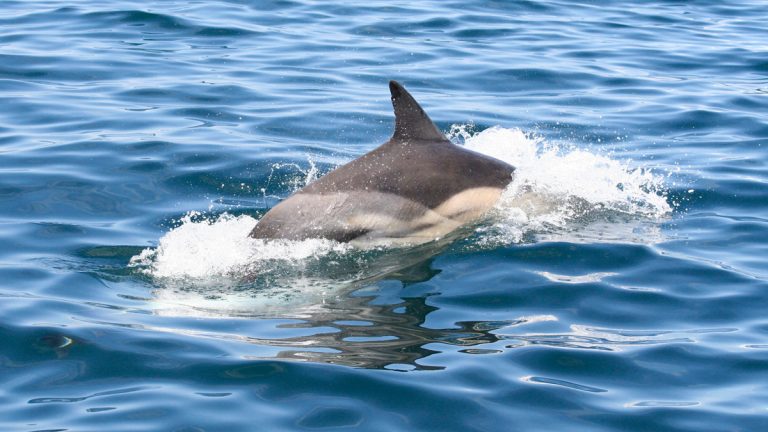 UK cetaceans: How to spot and identify whales and dolphins from a boat