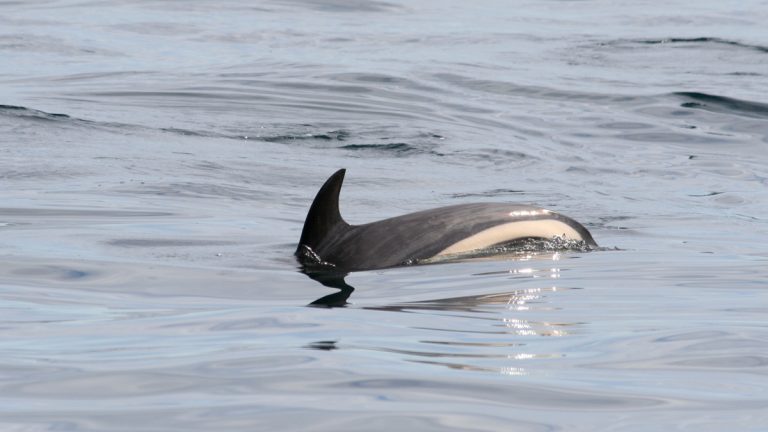 UK cetaceans: How to spot and identify whales and dolphins from a boat