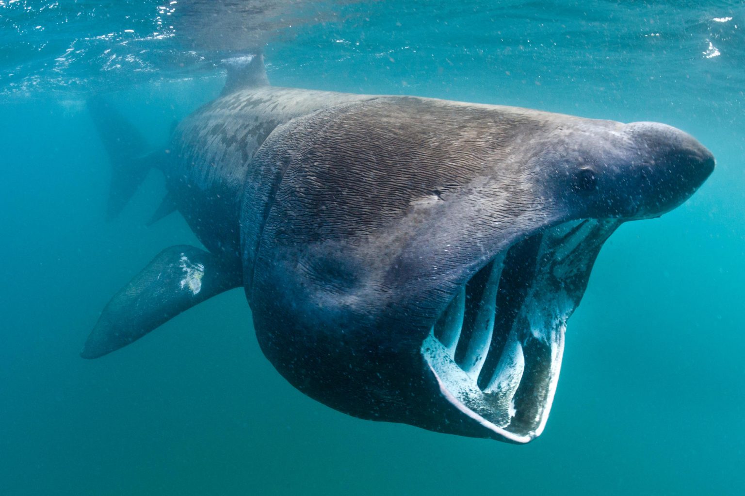 Giant shark spine found in Bournemouth – species revealed - Practical ...