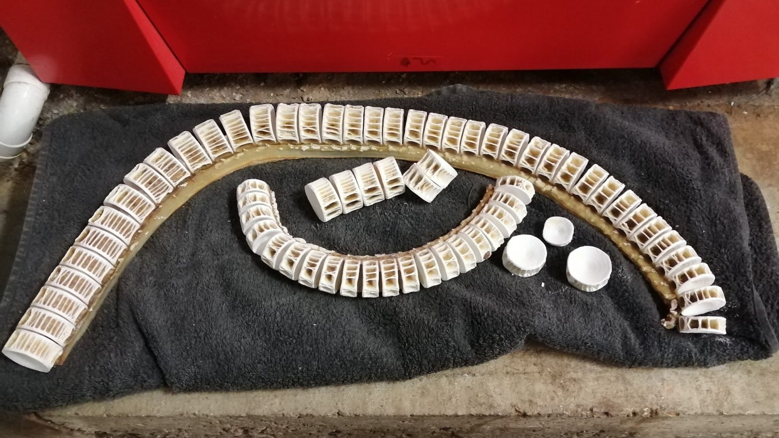 Giant shark spine found in Bournemouth – species revealed - Practical ...