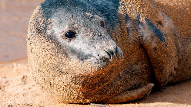 Types of seal and the best places to spot them from your boat in the UK