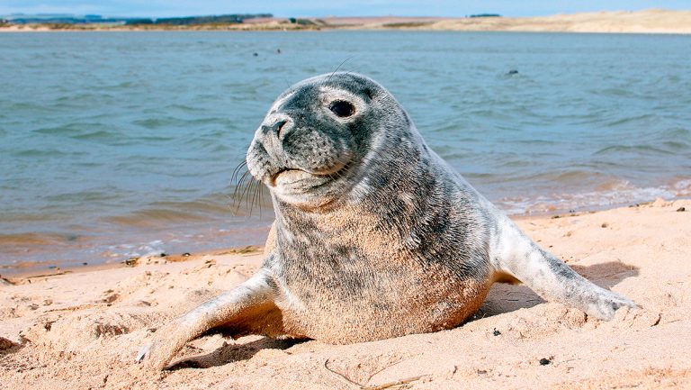 Types of seal and the best places to spot them from your boat in the UK