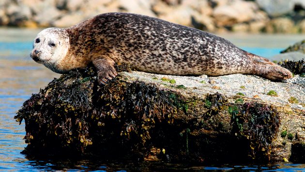 Types of seal and the best places to spot them from your boat in the UK